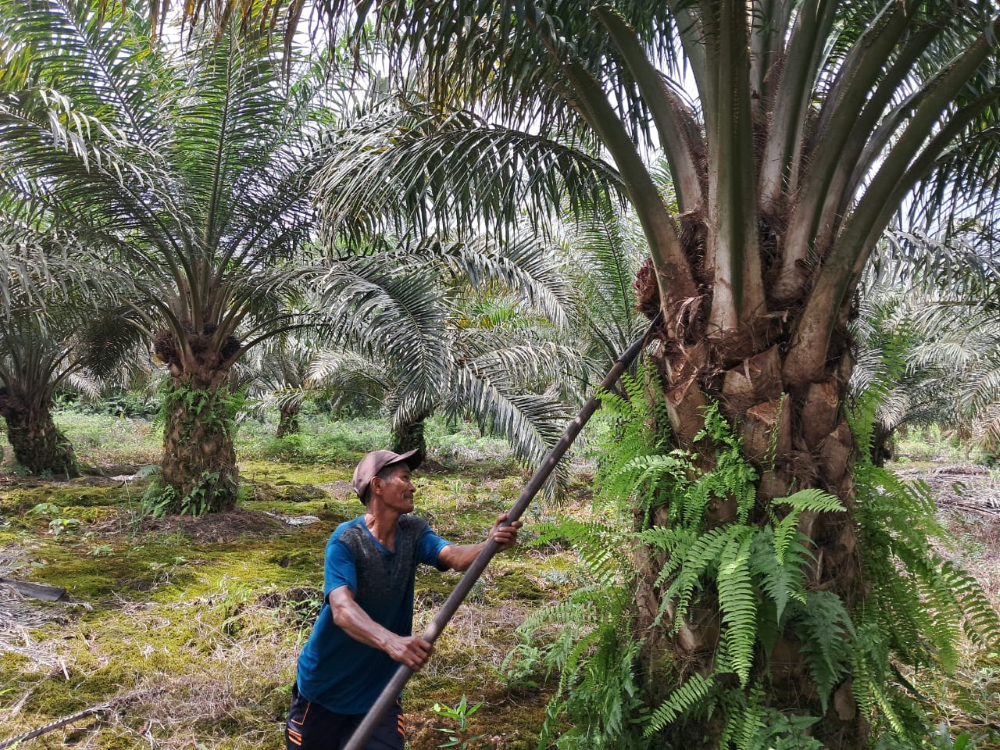 EFFORTS TO REALIZE SUSTAINABLE SMALLHOLDER PALM OIL PLANTATIONS IN BUNTUT BALI VILLAGE, CENTRAL ...